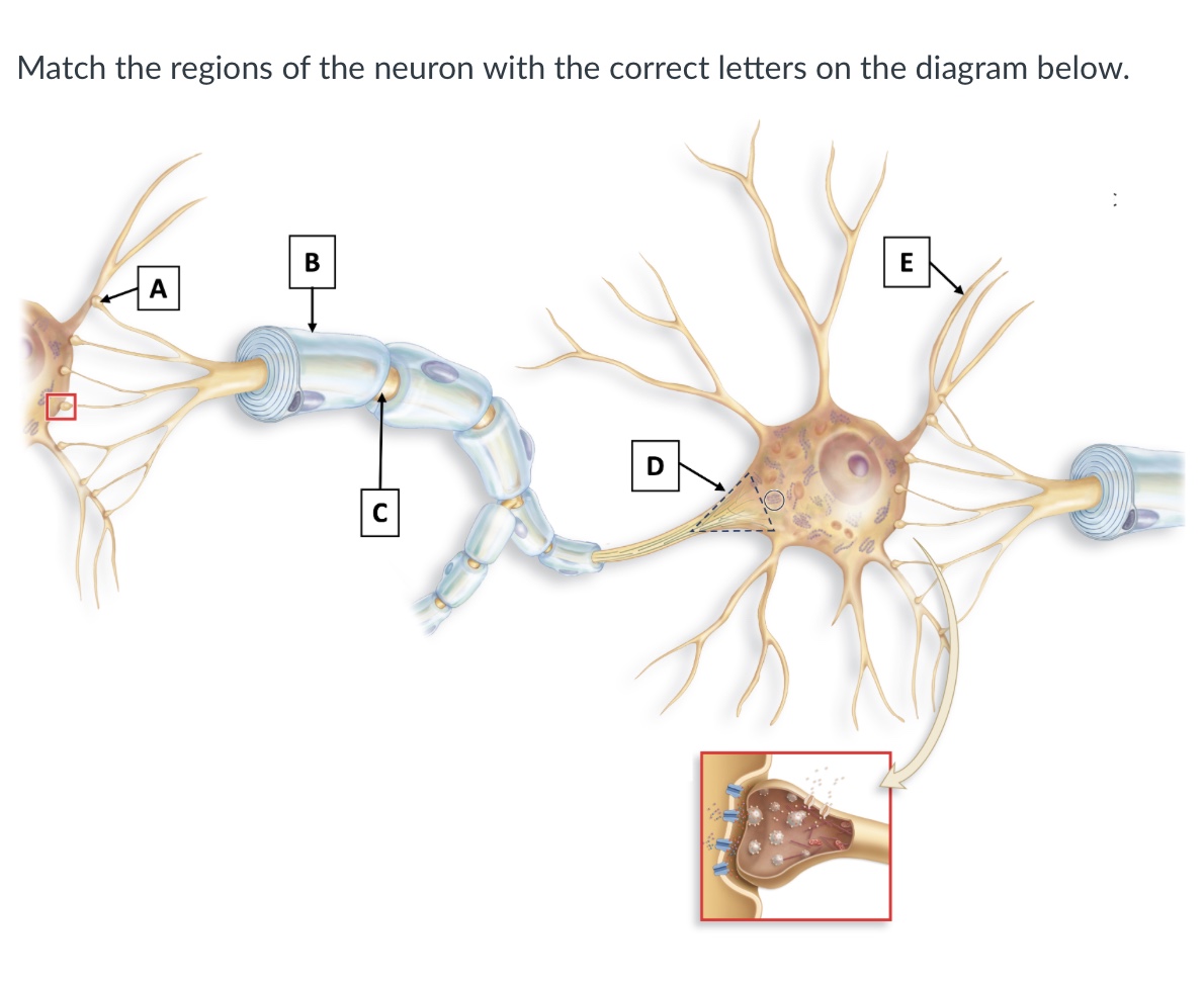 Solved Match the regions of the neuron with the correct | Chegg.com