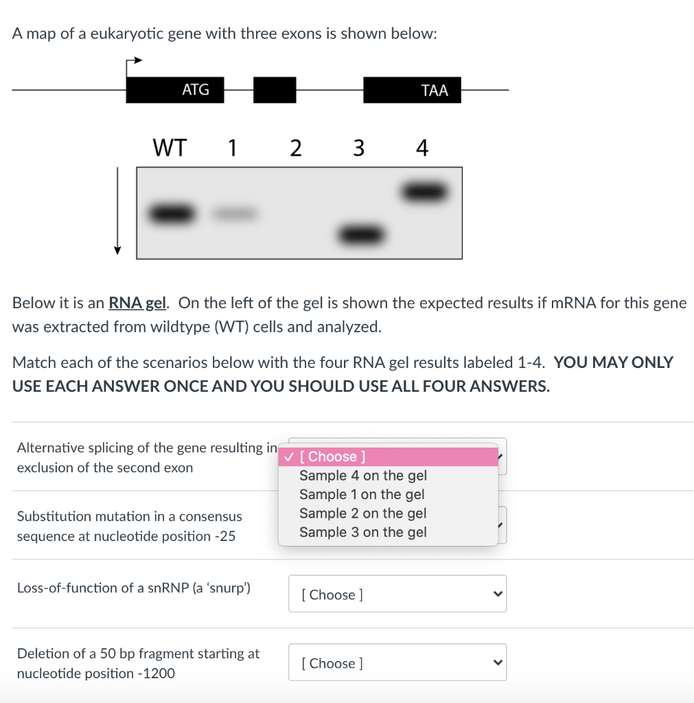 Solved A map of a eukaryotic gene with three exons is shown | Chegg.com
