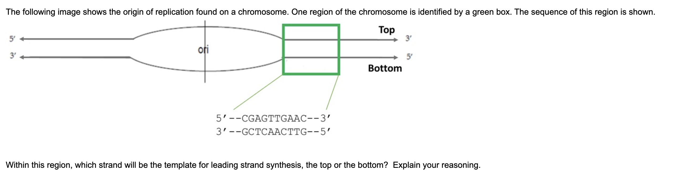 Solved Within this region, which strand will be the template | Chegg.com