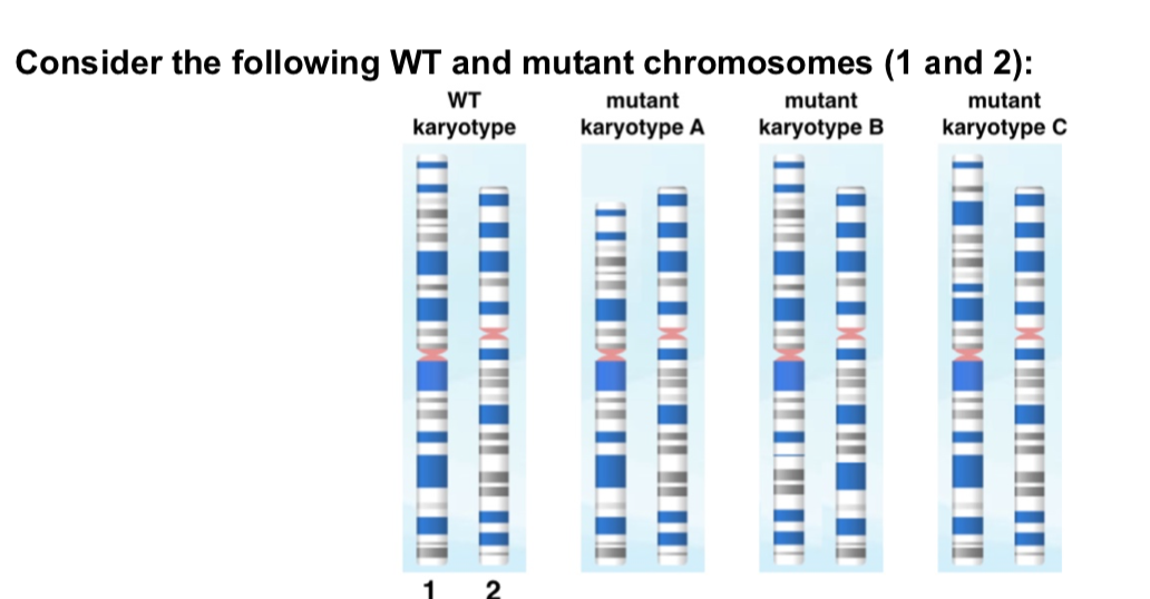 Solved Consider the following WT and mutant chromosomes (1 | Chegg.com