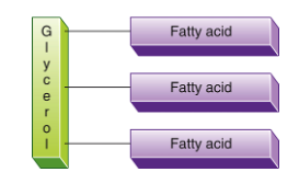 Solved Construct and name the structure of a | Chegg.com