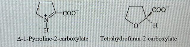Solved The reaction catalyzed by proline racemase from | Chegg.com
