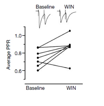 Solved CB1 is a GPCR activated endogenously by | Chegg.com