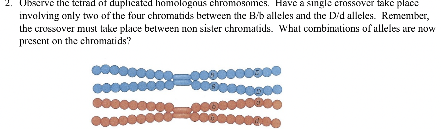 2. Observe the tetrad of duplicated homologous | Chegg.com