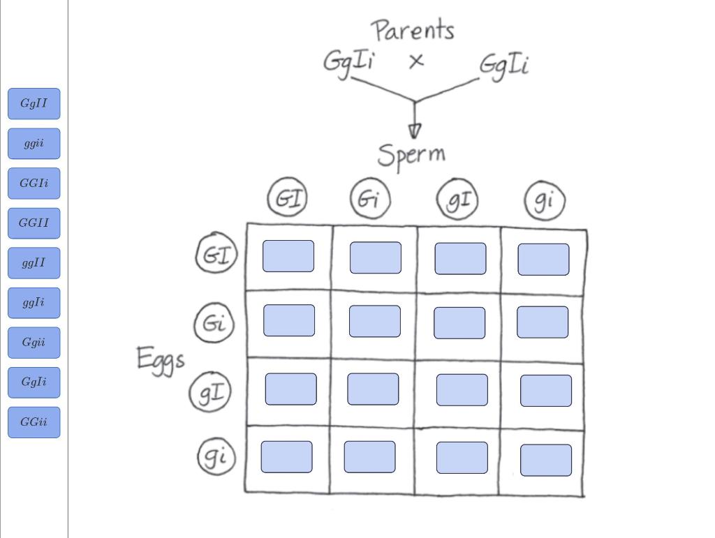 Solved Parents GgIi x Ggli GgIT ggii Sperm (Gi) GGI gI gi | Chegg.com