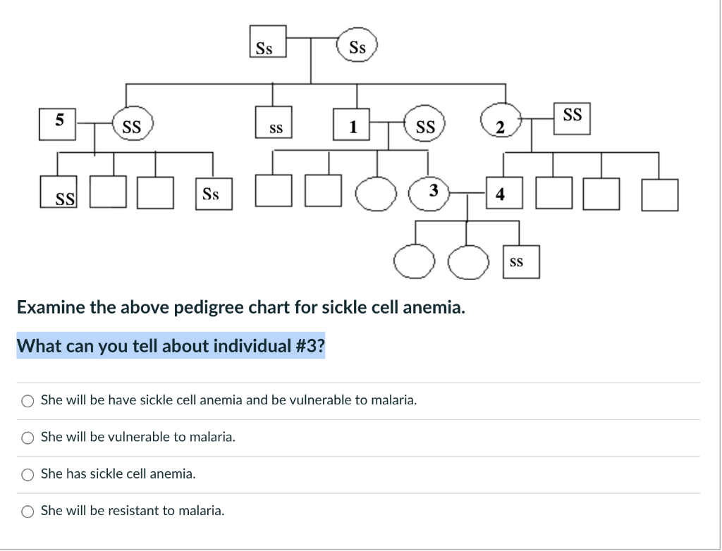 Solved Ss Ss 5 SS SS - - - 0000000 05 SS Examine the above | Chegg.com