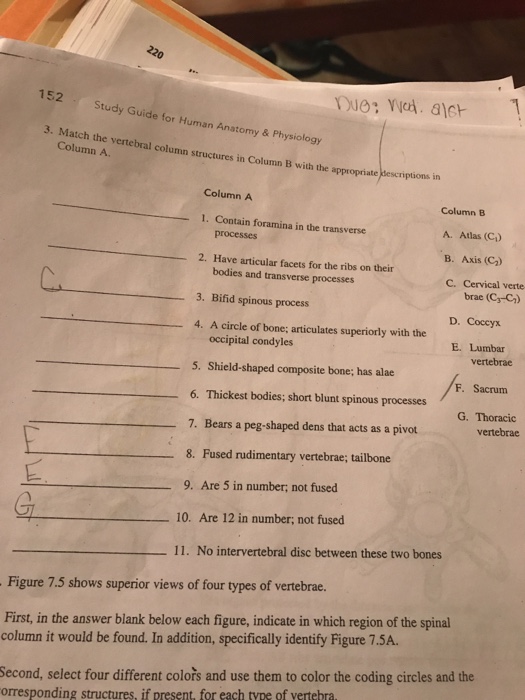 Solved 152 Study Guide for Human Anatomy & Physiology Column | Chegg.com