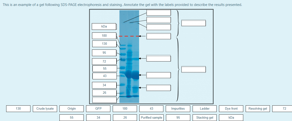 Solved This is an example of a gel following SDS-PAGE | Chegg.com
