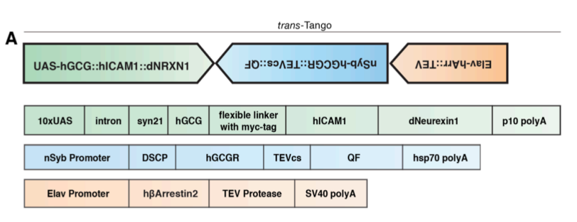Solved What are the three fusion proteins used in “the | Chegg.com
