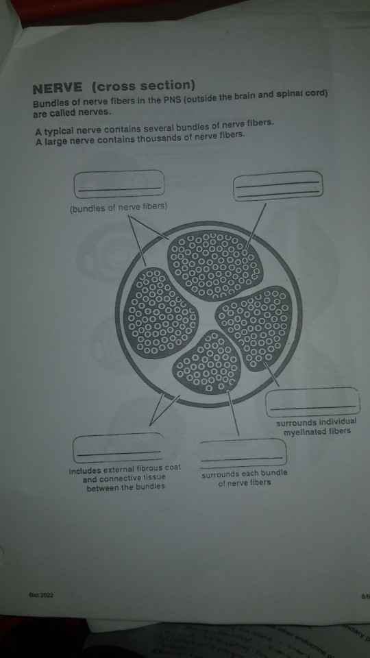 Solved NERVE (cross section) Bundles of nerve fibers in the | Chegg.com