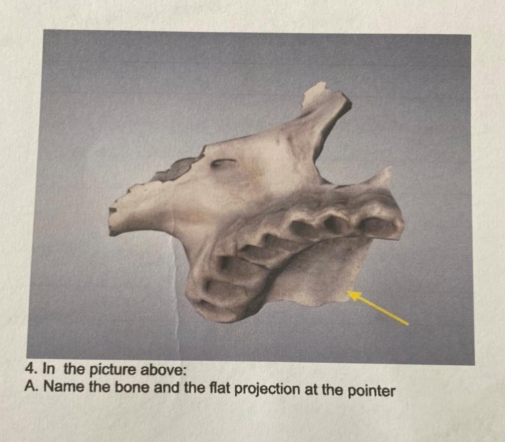 Solved Name the bone and the flat projection at the pointer | Chegg.com