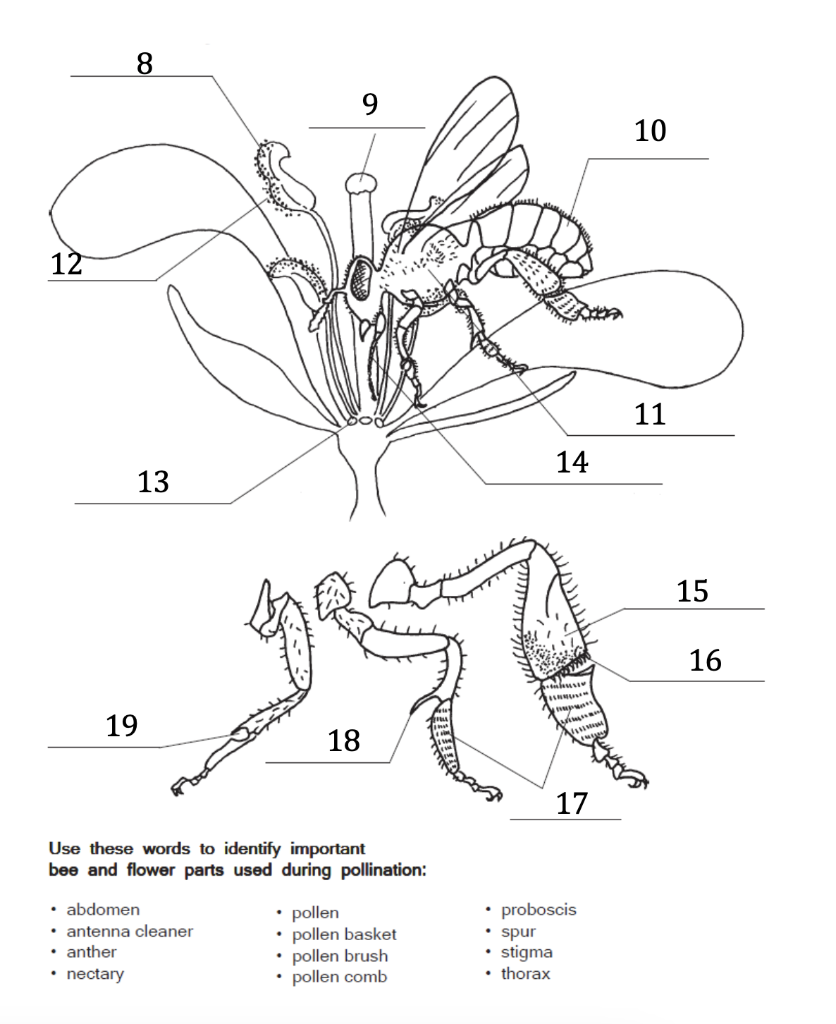 Use these words to identify important bee and flower | Chegg.com