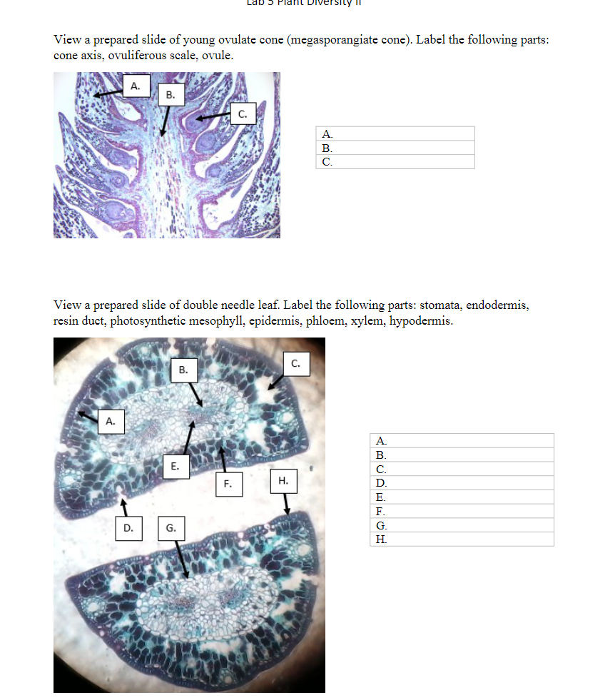 Solved Gymnosperms Х Activity 1. Pinus (Coniferophyta) View | Chegg.com