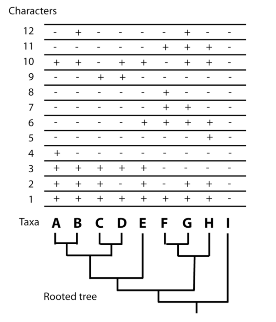 Solved (2 points) Which characters show evidence of | Chegg.com