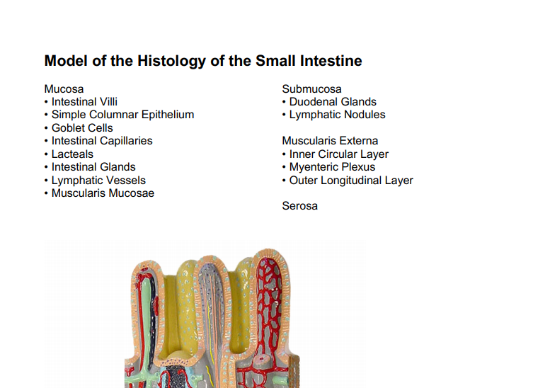 Solved USER Model of the Histology of the Small Intestine | Chegg.com