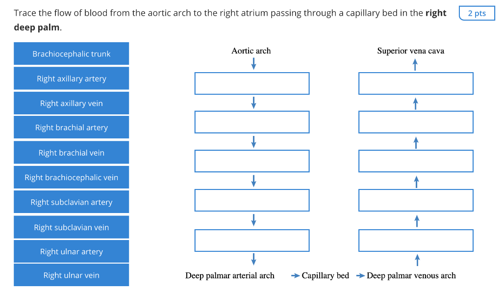 Solved 2 pts Trace the flow of blood from the aortic arch to | Chegg.com Solved 2 pts Trace the flow of blood from the aortic arch to | Chegg.com