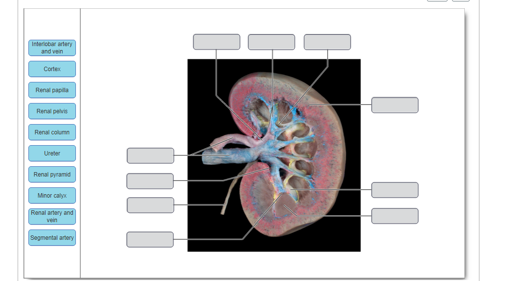 Solved Interlobar artery and vein Cortex Renal papilla Renal | Chegg.com