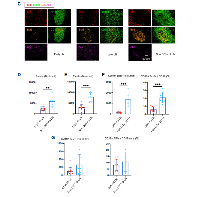 Solved Primer for Figures 1 and 2 CD (cluster of | Chegg.com