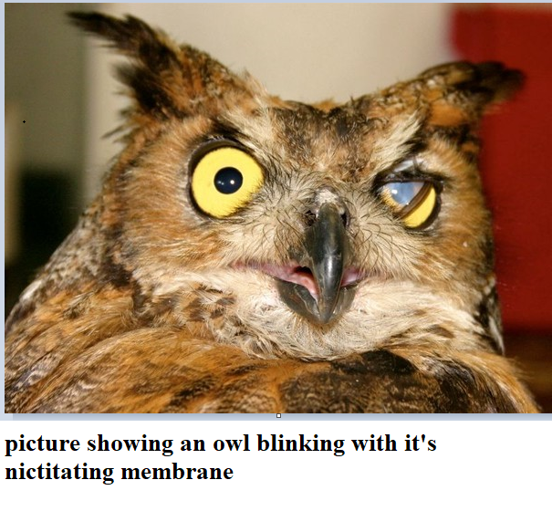 Solved picture showing an owl blinking with it's nictitating | Chegg.com