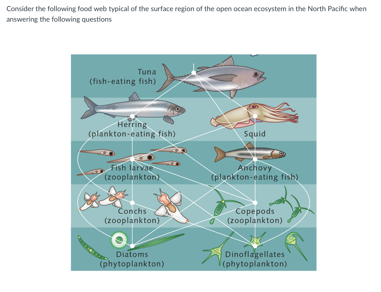 Solved Consider the following food web typical of the | Chegg.com