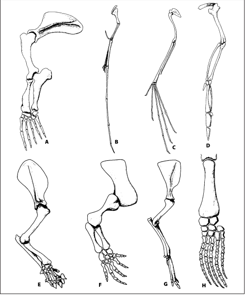 Solved Color each of the homologous bones of the front limb | Chegg.com
