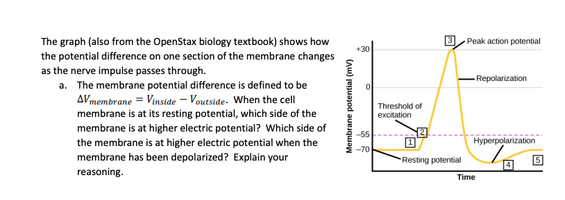 2. When a nerve cell membrane is at its “resting | Chegg.com