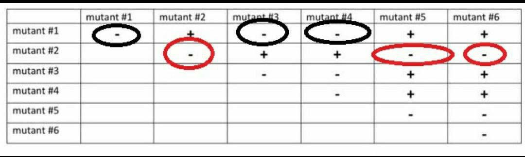 mutant #1 mutant #2 mutant 3 mutant #4 mutant #5 | Chegg.com