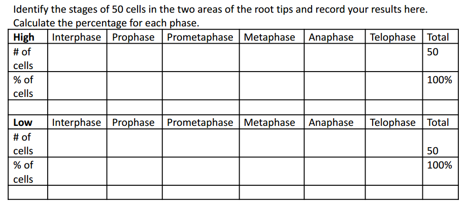 Solved Identify the stages of 50 ﻿cells in the two areas of | Chegg.com