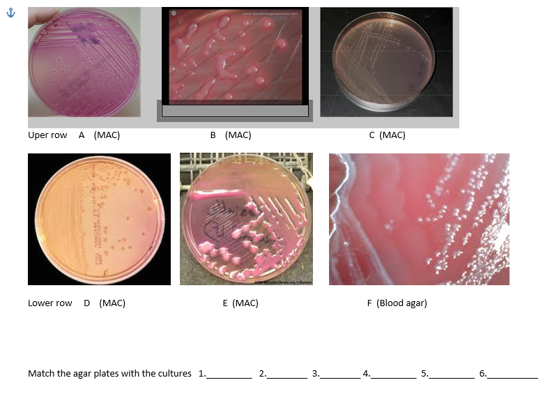 Solved Microbiology-Bacterial isolates ID Name: Date: Sample | Chegg.com