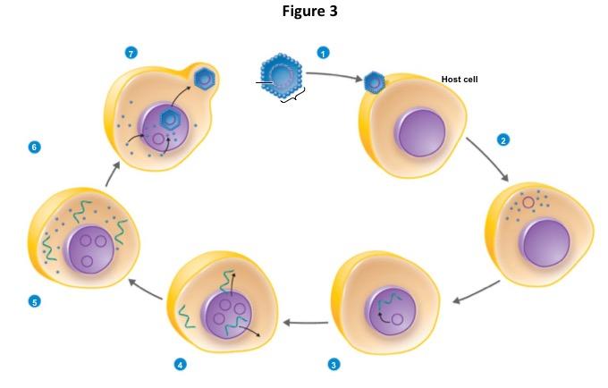 Solved 1) Observe figure 3 above. The virus life cycle is | Chegg.com