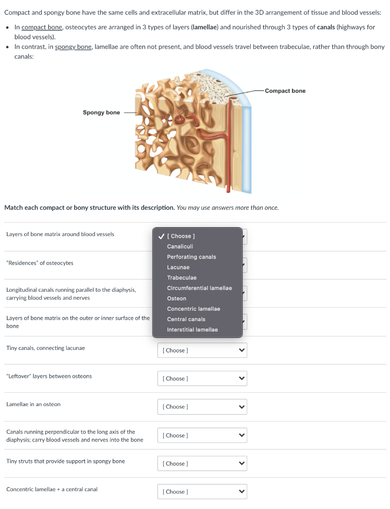 Solved Compact and spongy bone have the same cells and | Chegg.com
