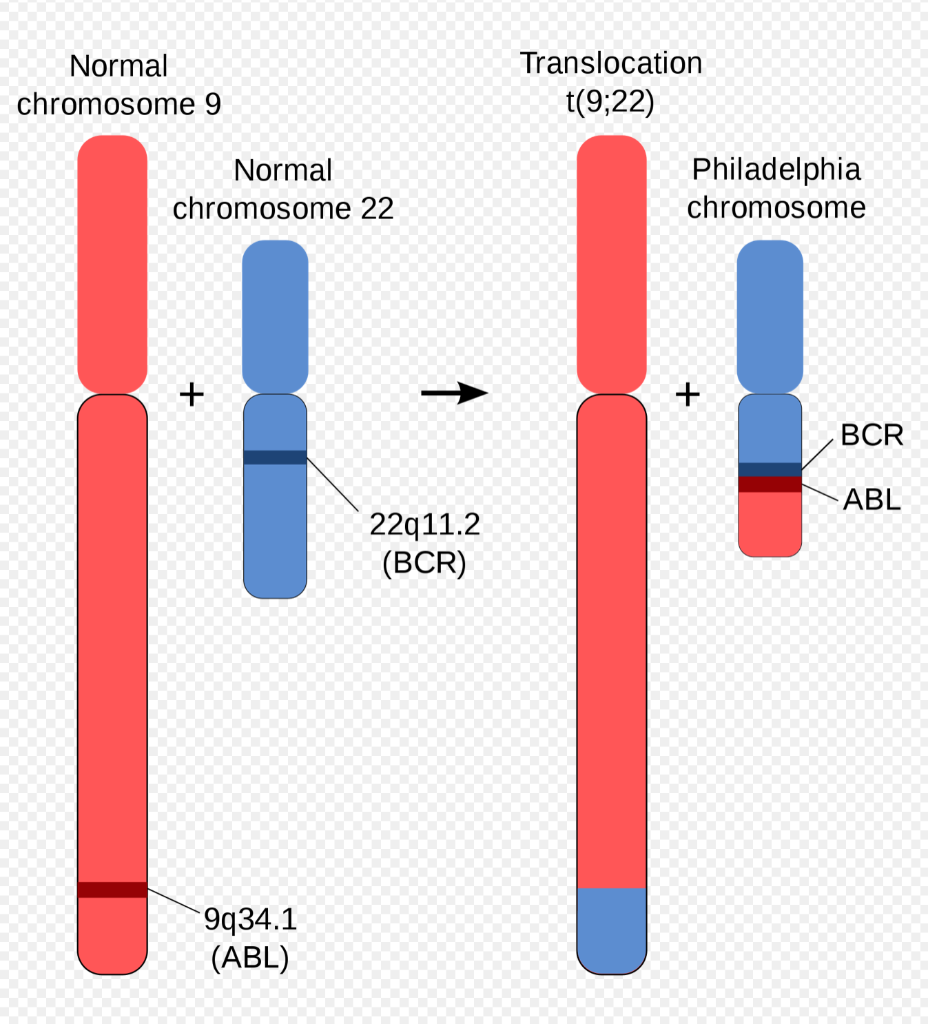 Solved Philadelphia syndrome results when a hybrid gene is | Chegg.com
