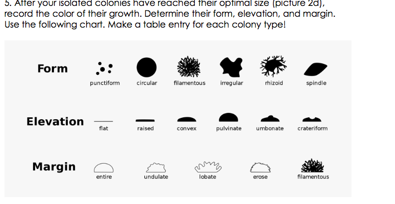 5. After your isolated colonies have reached their | Chegg.com