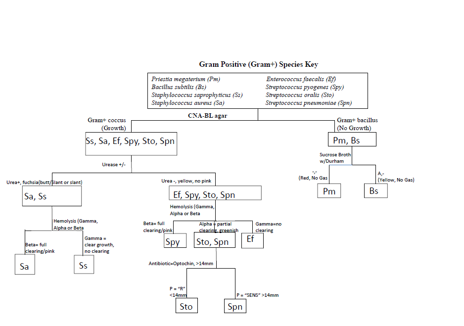 Solved Hello,I am working on a dichotomous Key for an | Chegg.com