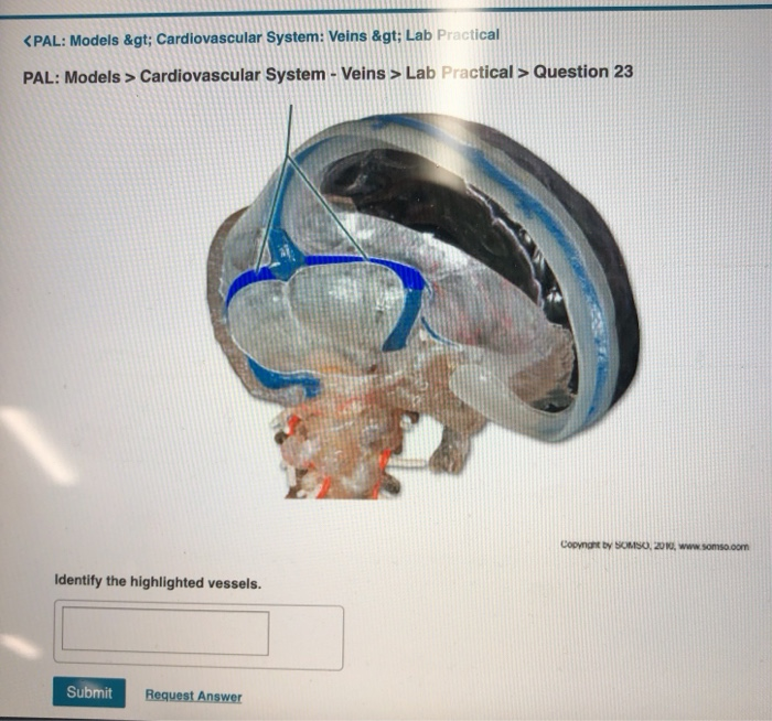 Solved PAL: Models > Cardiovascular System: Veins >: Lab | Chegg.com