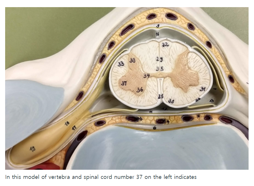 Solved In this model of vertebra and spinal cord number 37 | Chegg.com