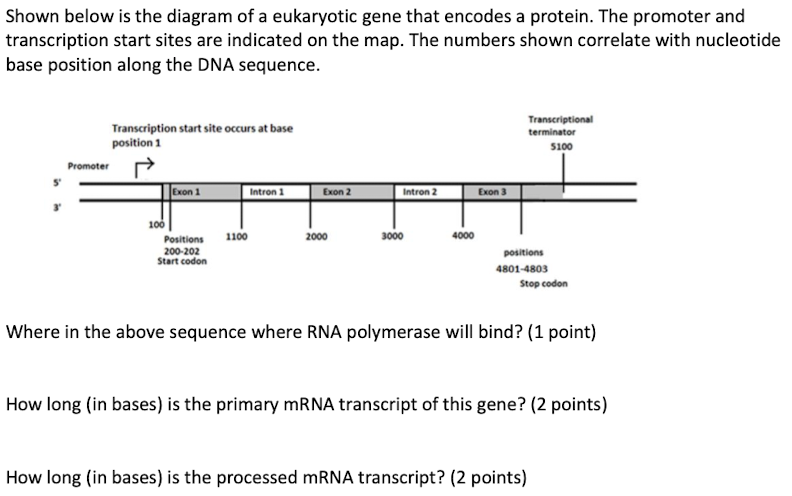 Solved Shown below is the diagram of a eukaryotic gene that | Chegg.com