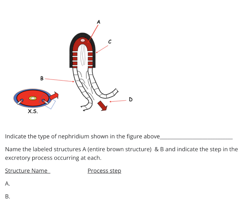 Solved B D X.S. Indicate the type of nephridium shown in the | Chegg.com