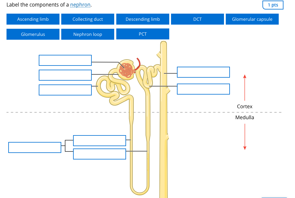 Solved Label the components of a nephron. Please label in | Chegg.com