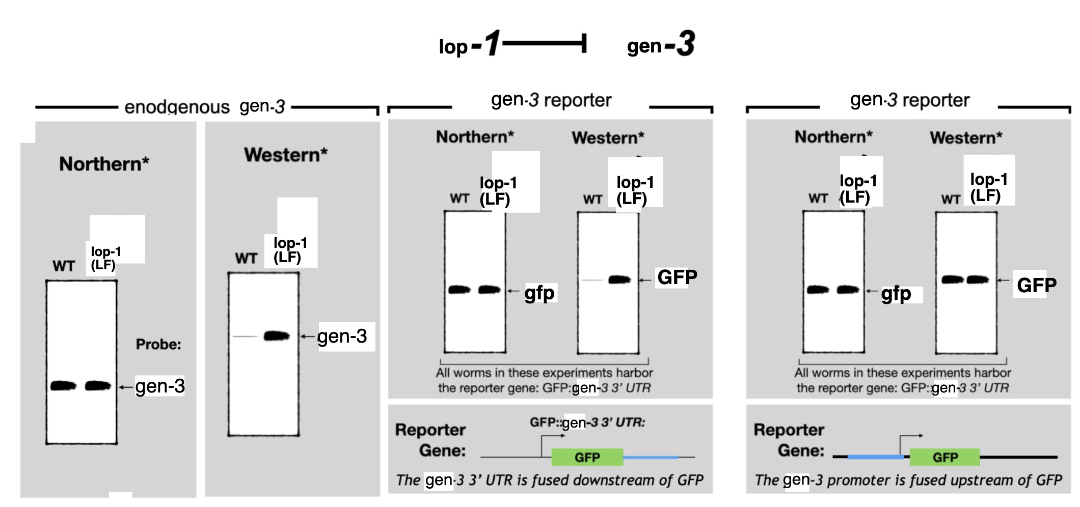 1. (A) Explain in detail how you think lop-1 is | Chegg.com