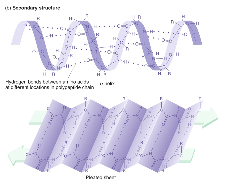 Alpha Helix And Beta Pleated Sheet