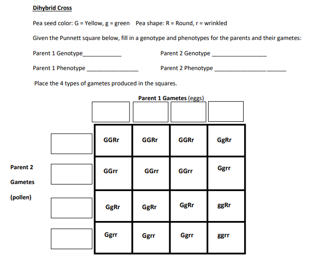 Solved Pea seed color: G= Yellow, g= green Pea shape: R= | Chegg.com