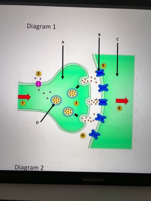 Solved Fill in the blank -There are two types of synapses: | Chegg.com
