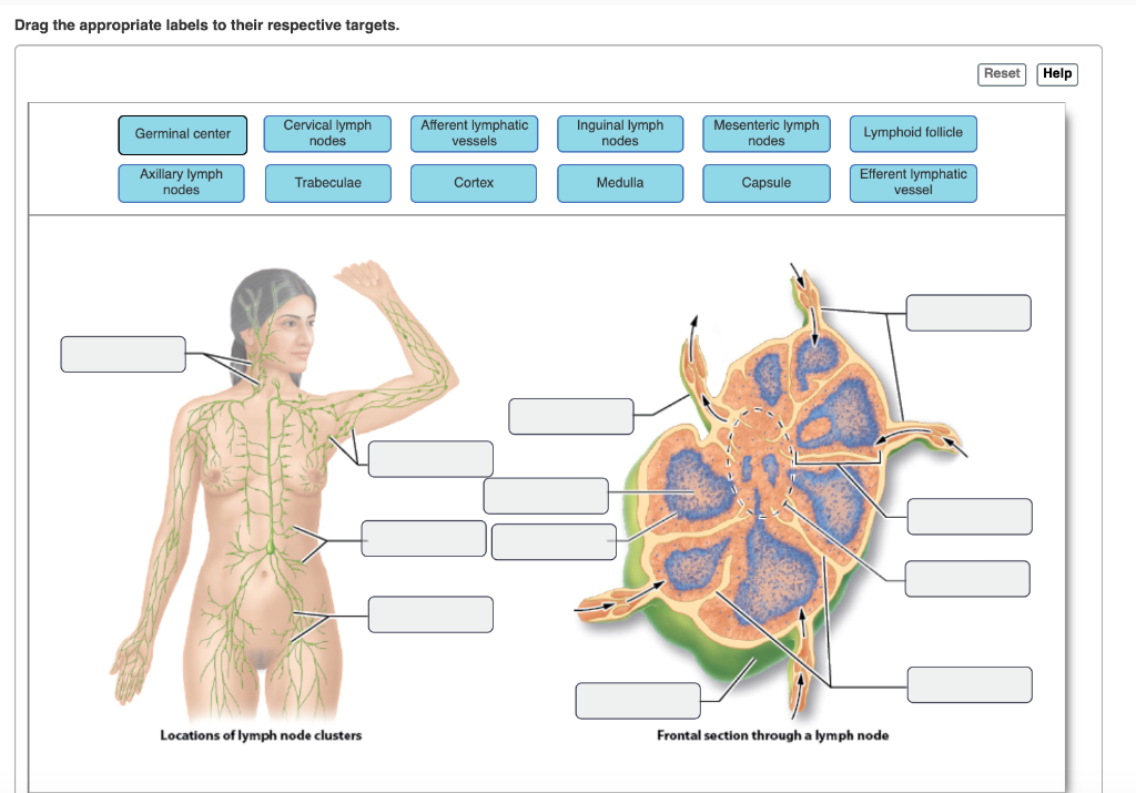 Solved Drag the appropriate labels to their respective | Chegg.com