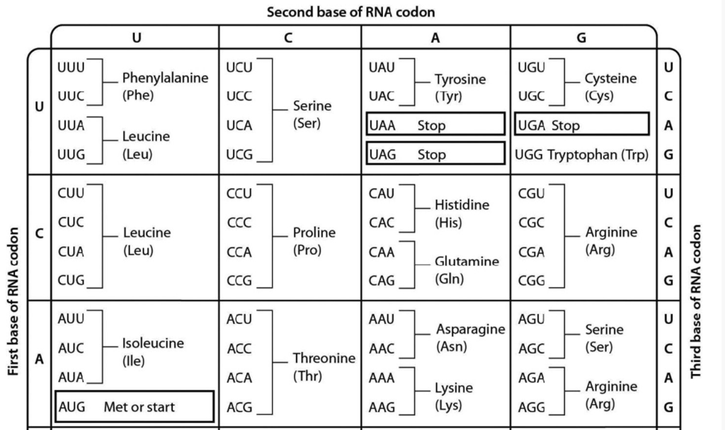 Solved Second base of RNA codon U с А G UUU UCU UAU UGU | Chegg.com