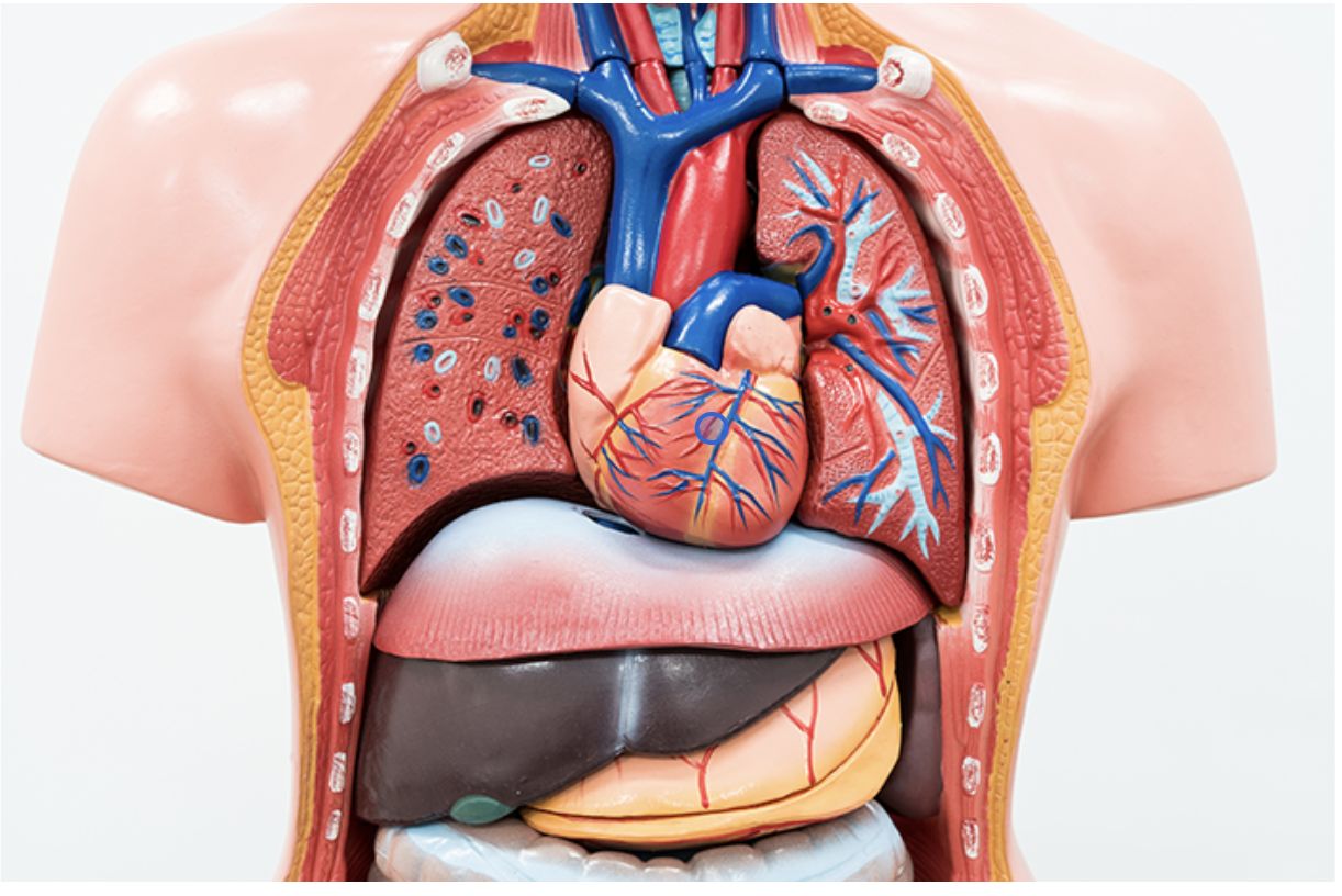 Solved Identify the lung on the following model. Use your | Chegg.com