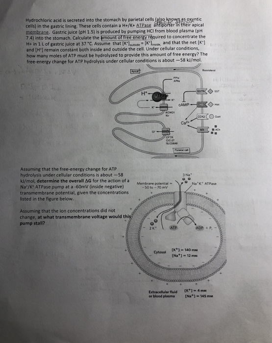 Solved Hydrochloric acid is secreted into the stomach by | Chegg.com