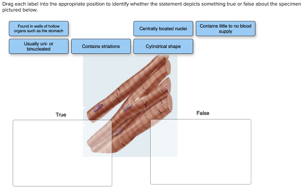 Solved Drag Each Label Into The Appropriate Position To