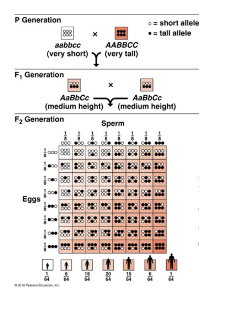 Solved The Punnett square below shows a simplified model for | Chegg.com