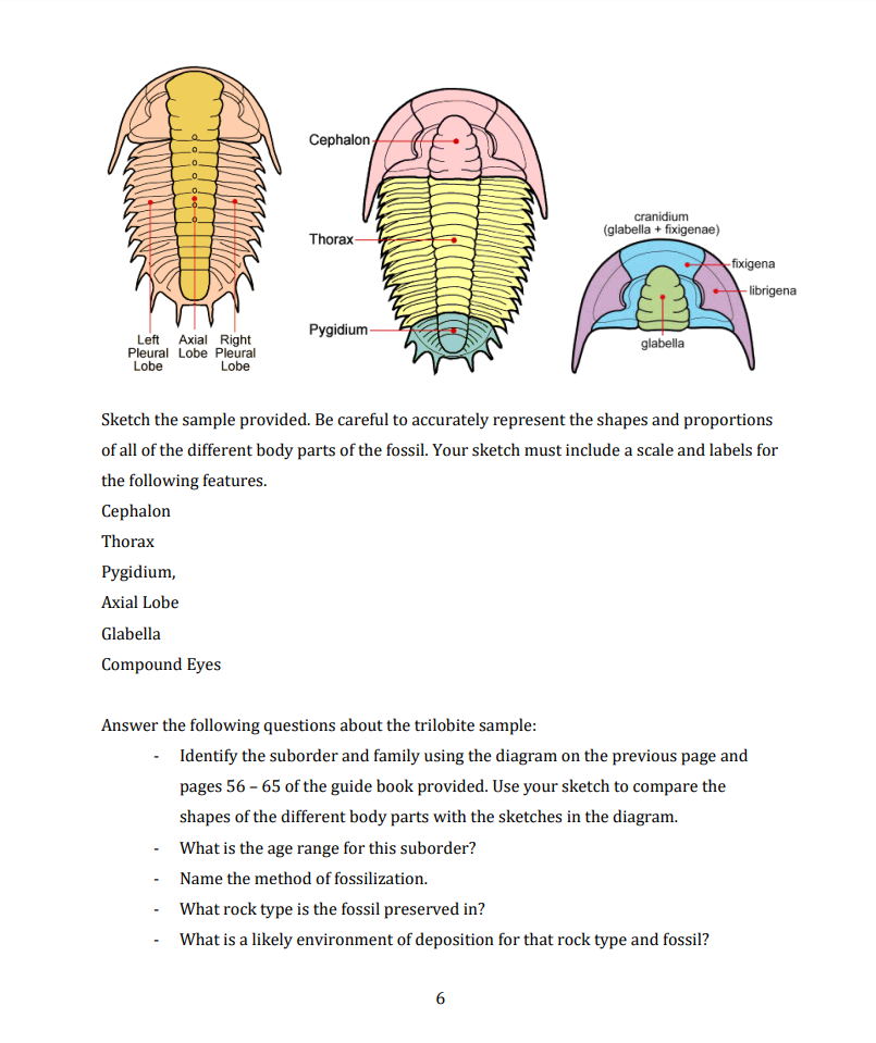 Cephalon oo o ooop cranidium (glabella + fixigenae) | Chegg.com